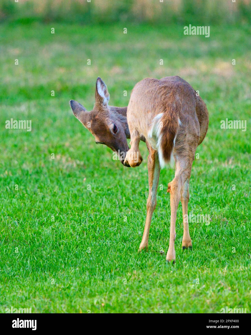 A white-tailed deer stands in a field scratching its nose Stock Photo ...