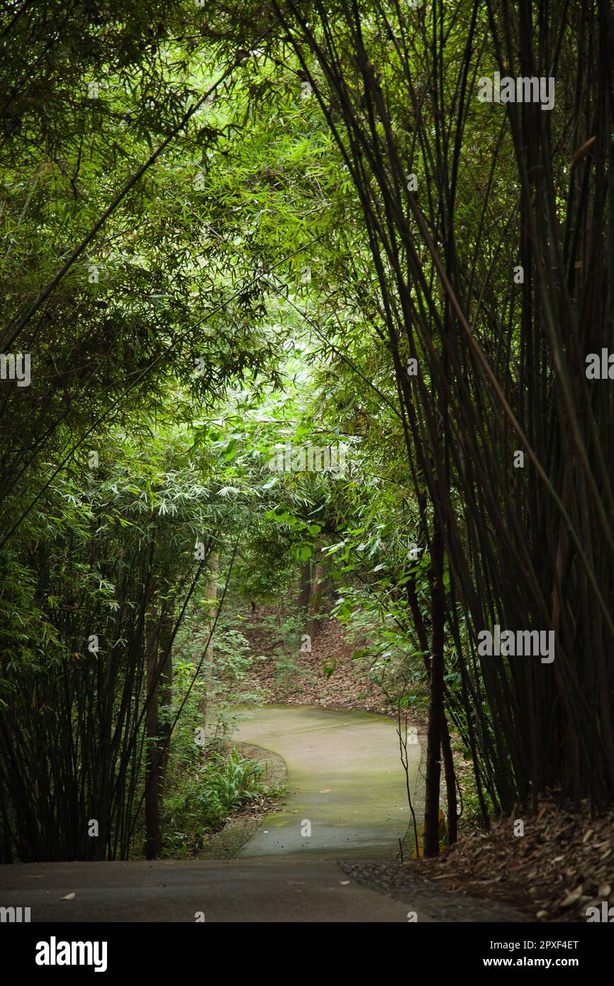 A beautiful bamboo forest path in Sichuan Province, China Stock Photo ...