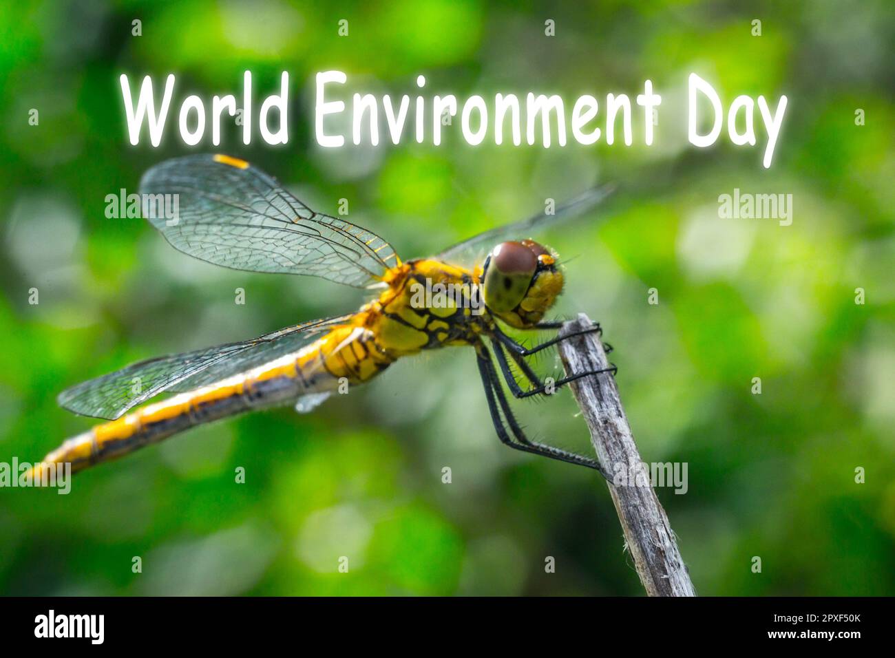 World environment day, dragonfly on a grass background green close up ...