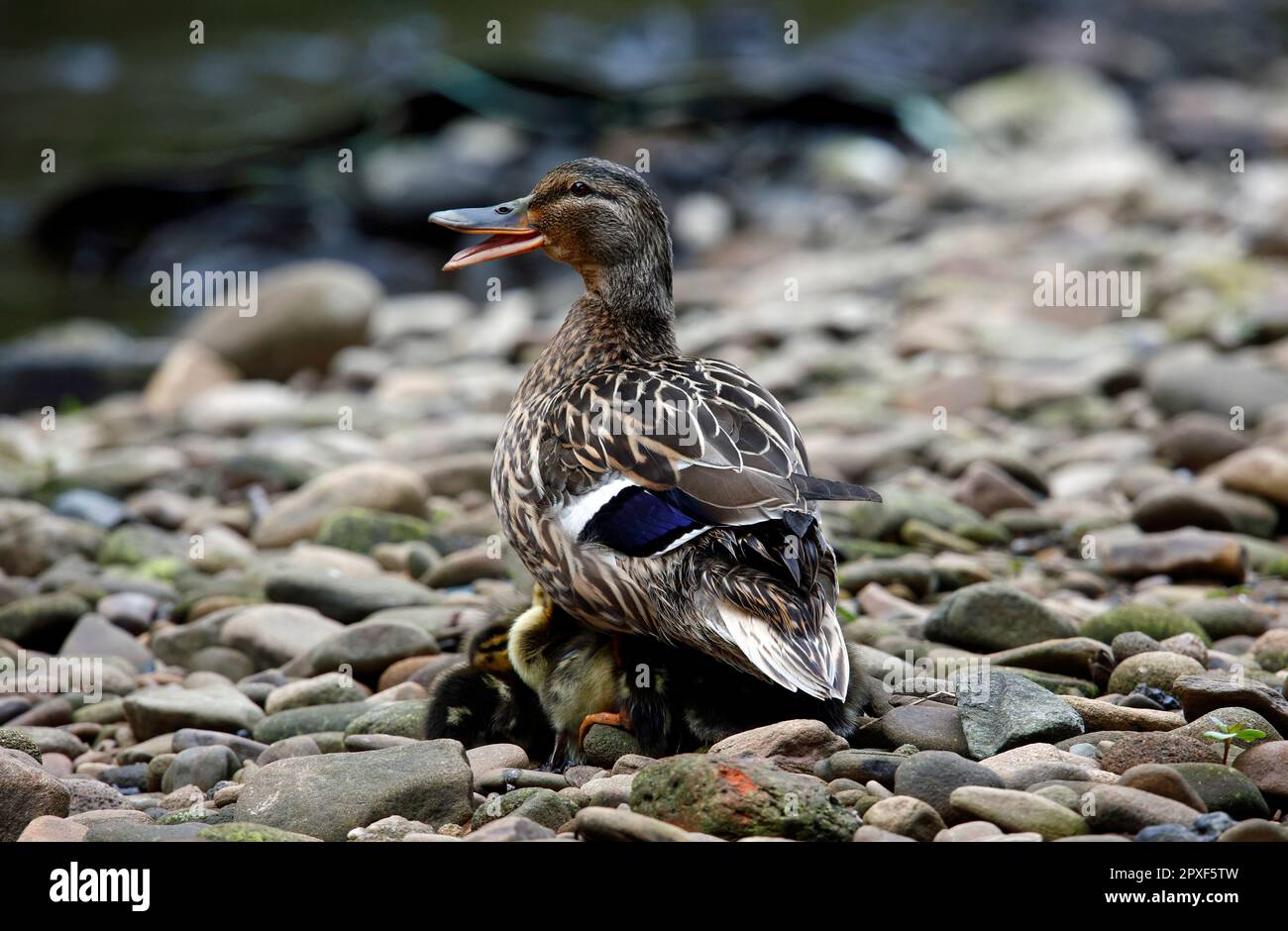 Female mallard protecting her brood of ten ducklings Stock Photo - Alamy