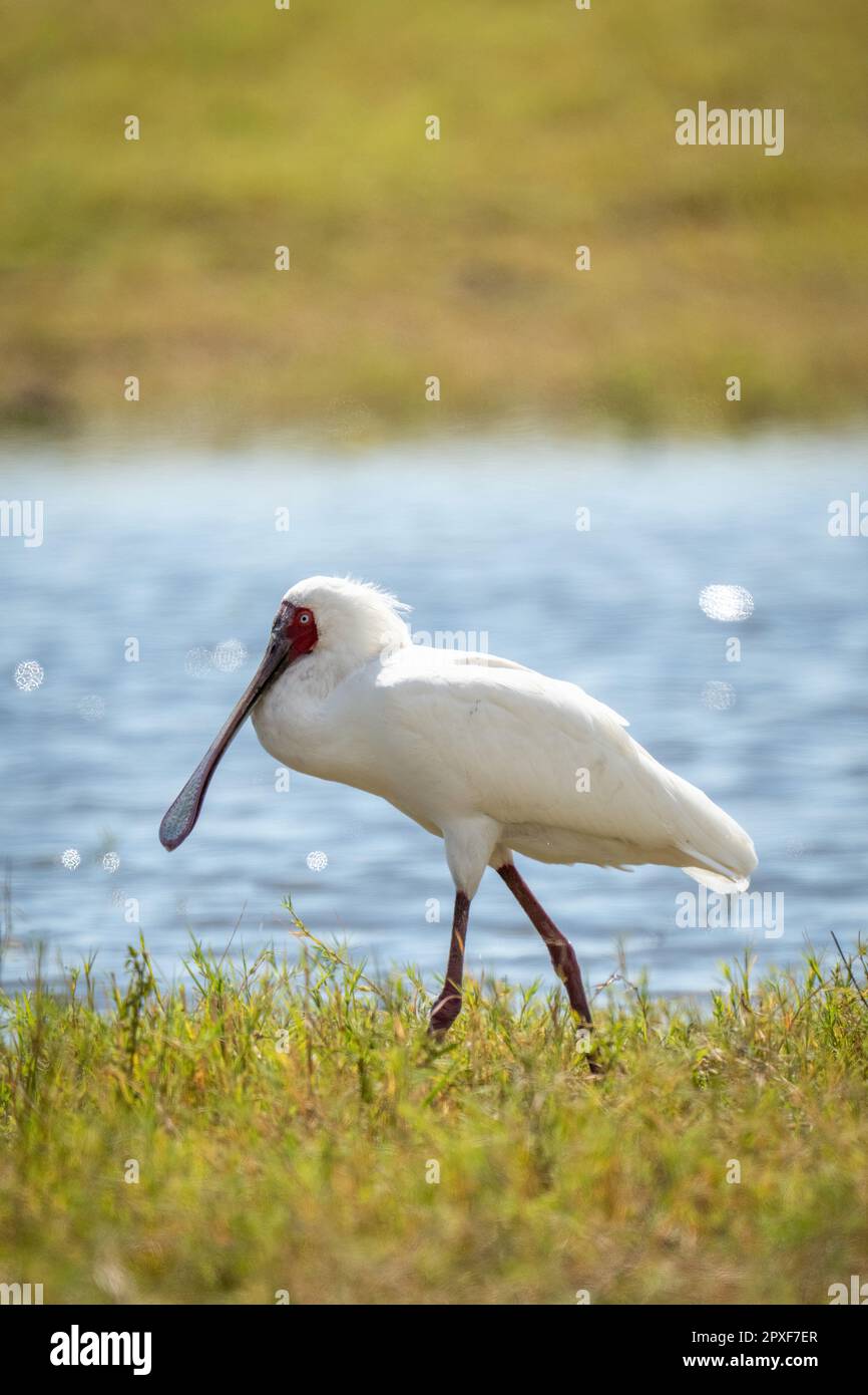 African spoonbill platalea alba portrait hi-res stock photography and ...