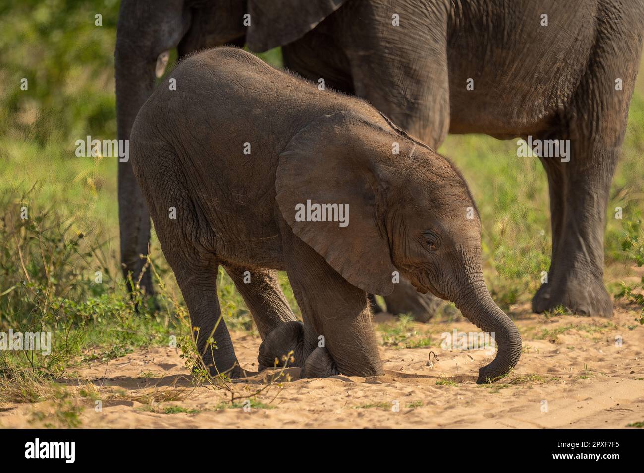 Baby African bush elephant kneeling on track Stock Photo - Alamy