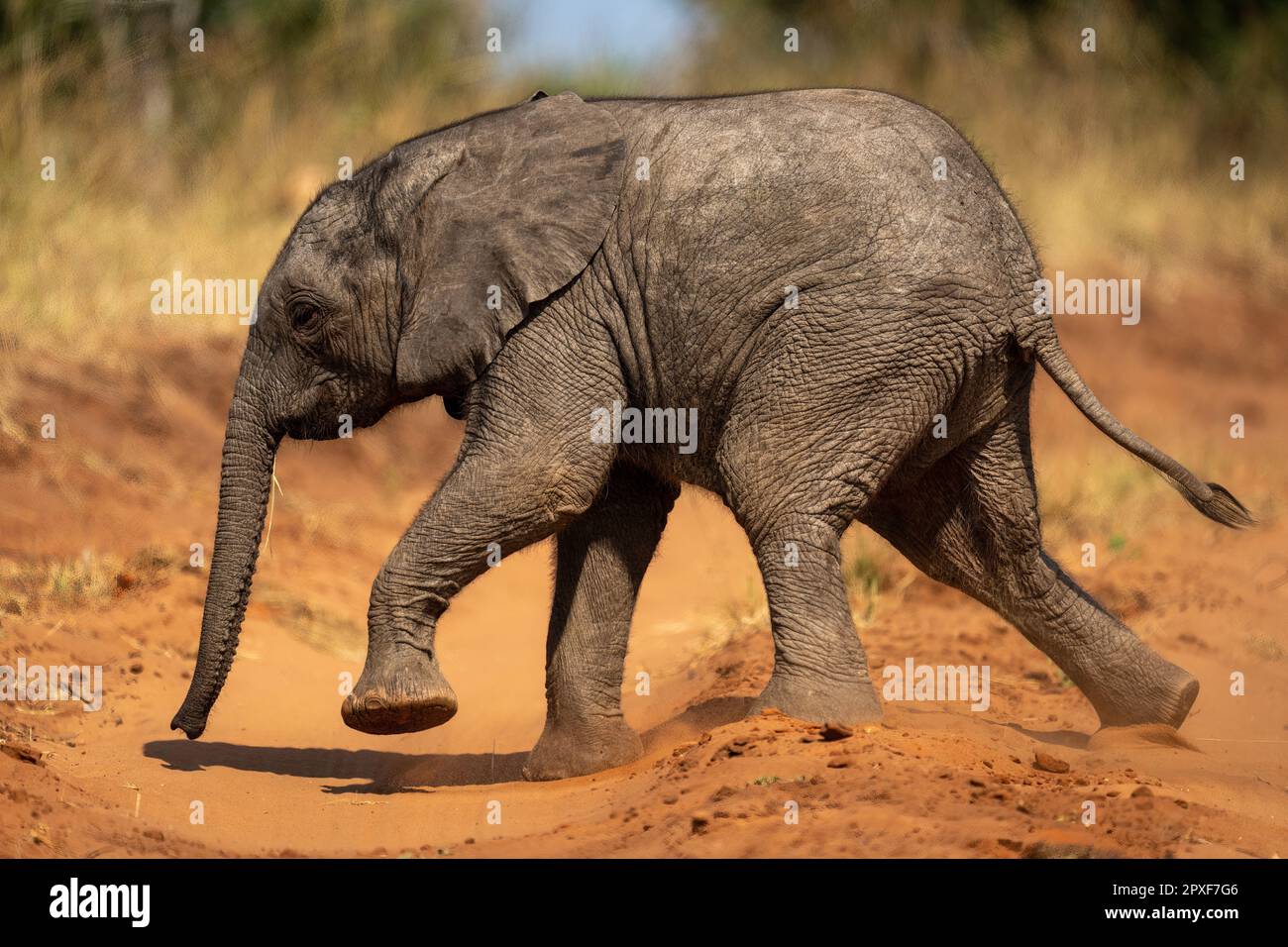 Baby African bush elephant crossing sandy track Stock Photo - Alamy