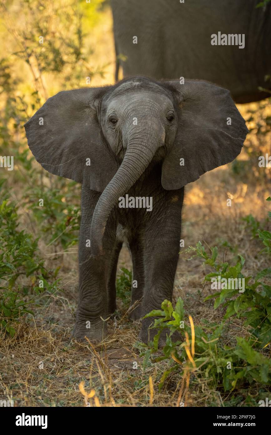 Baby raising head hi-res stock photography and images - Alamy