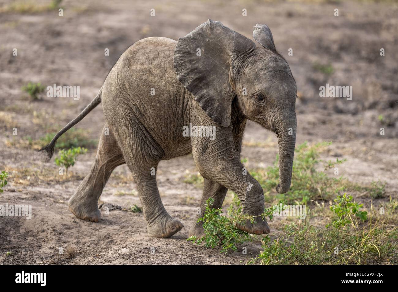 Elephant steps hi-res stock photography and images - Alamy