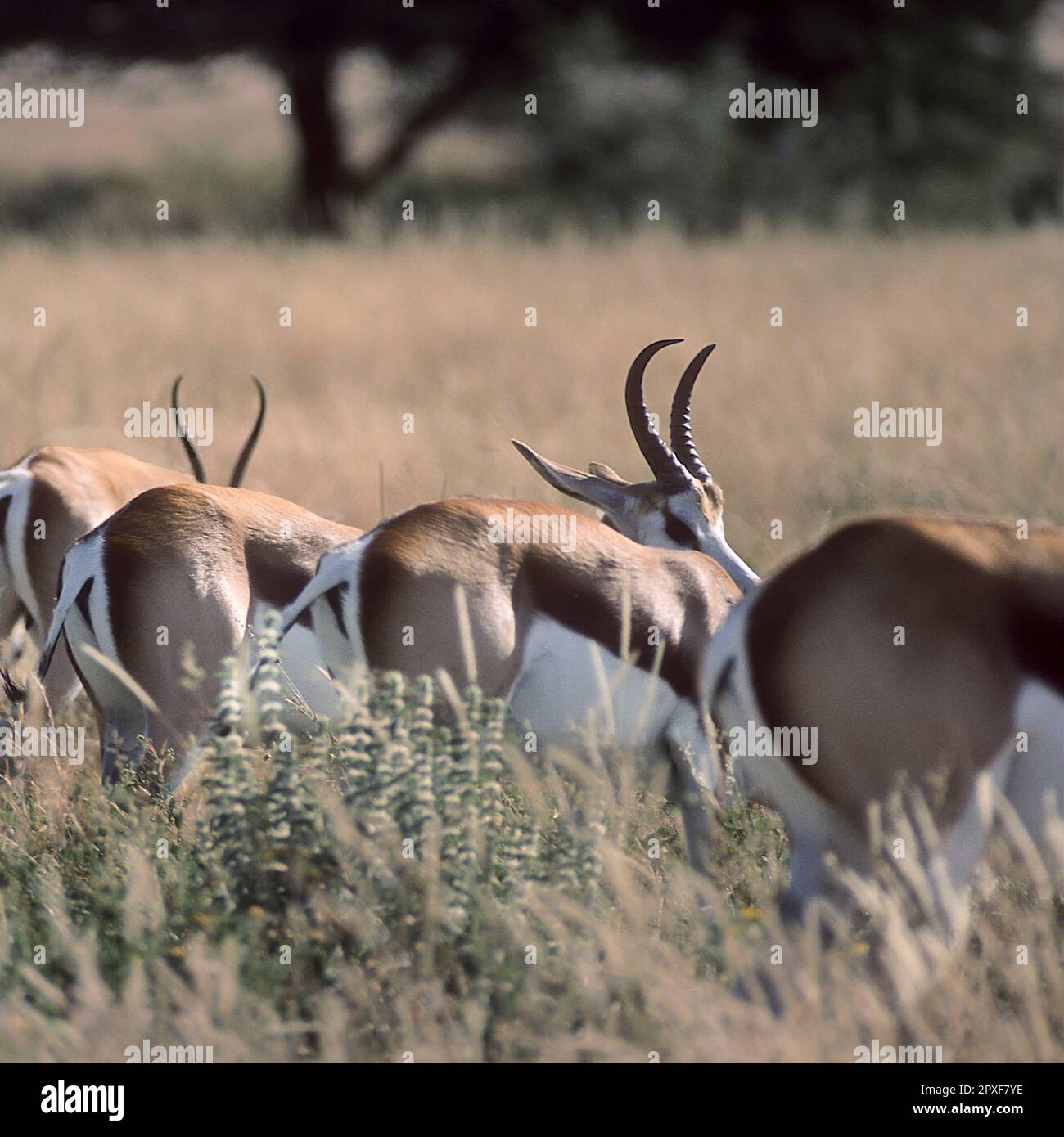 Springbok, (Antidorcas marsupialis), Africa, Namibia, Oshikoto, Etosha ...