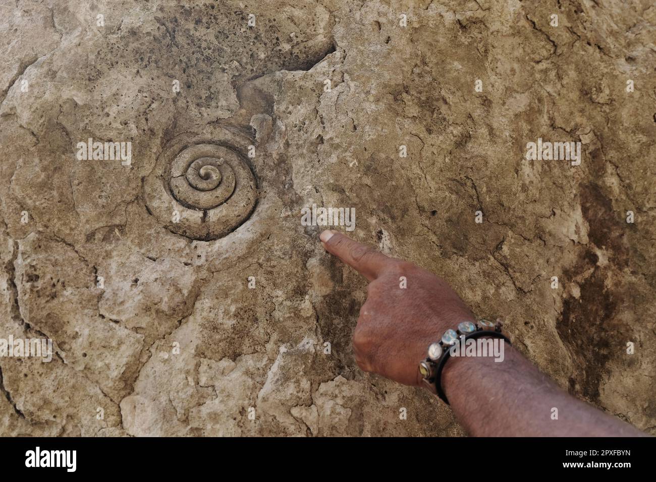 Fossils of marine animals on the stone walls of the mirror stone cave ...