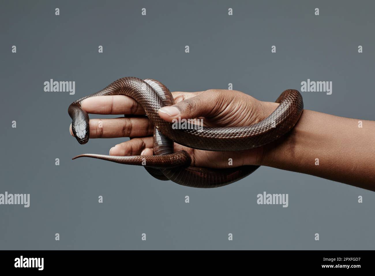 Copper rat snake enlacing hand of young African American male owner of ...