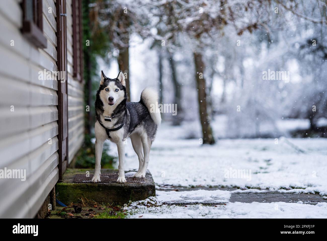A dog breed Husky stands near the house and looks to me Stock Photo - Alamy