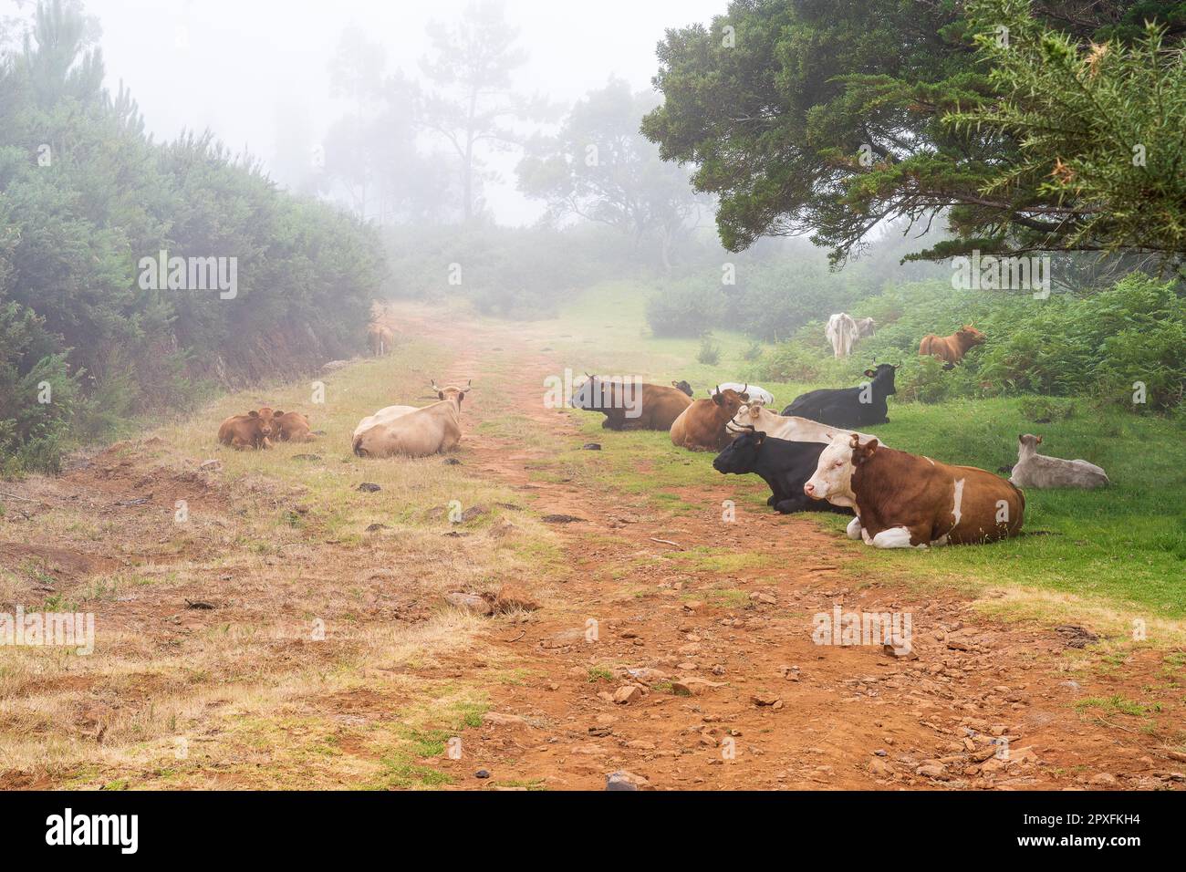 Cows on path on Madeira island. Summertime Stock Photo - Alamy