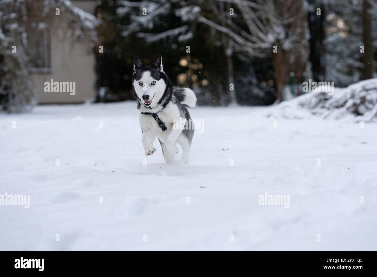 Running siberian husky hi-res stock photography and images - Alamy