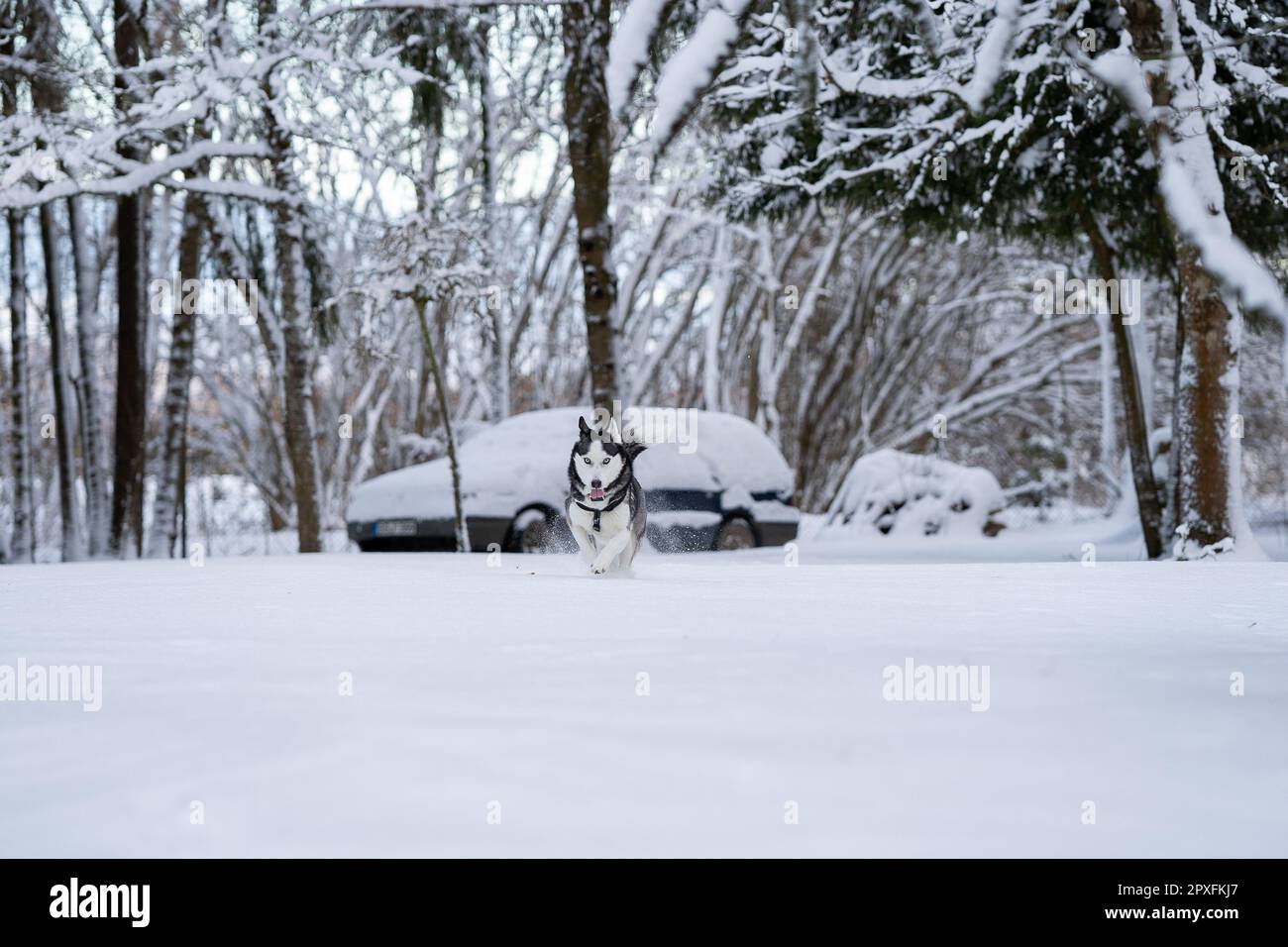 Fast running siberian husky in the yard Stock Photo - Alamy