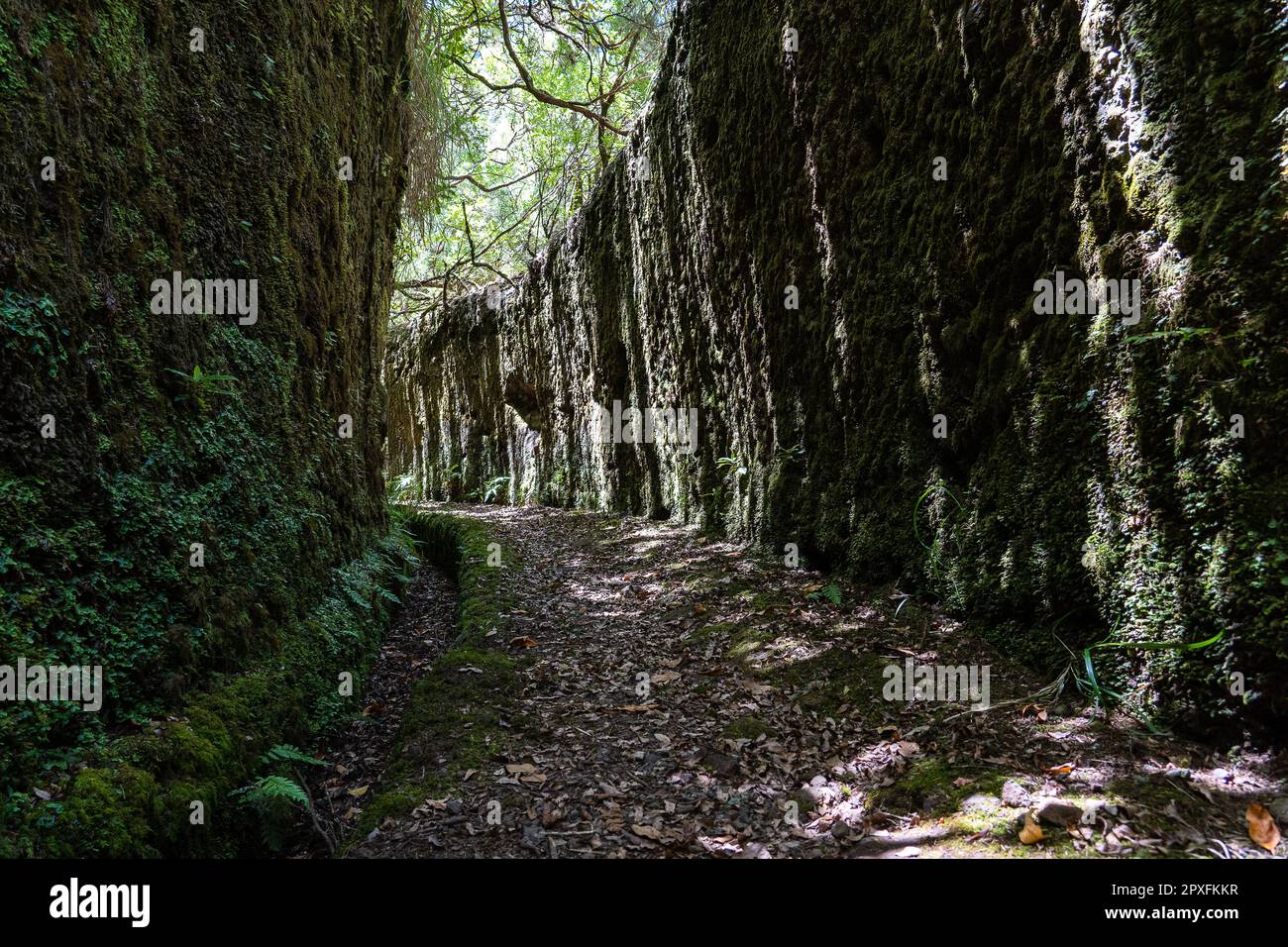 Levada and path between two cliffs in Madeira island Stock Photo - Alamy