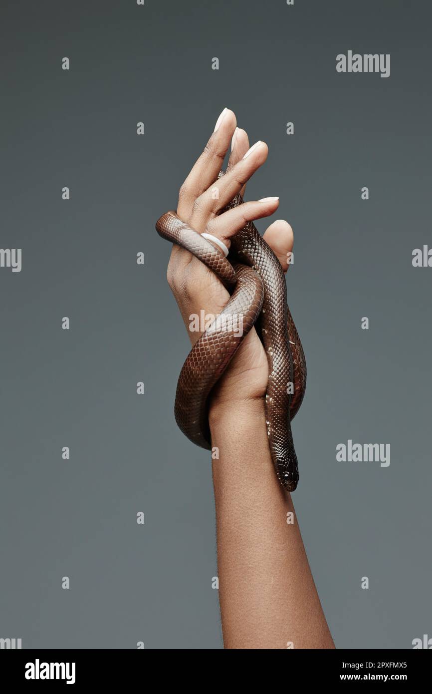 Rat snake enlacing hand of young African American male owner of exotic ...