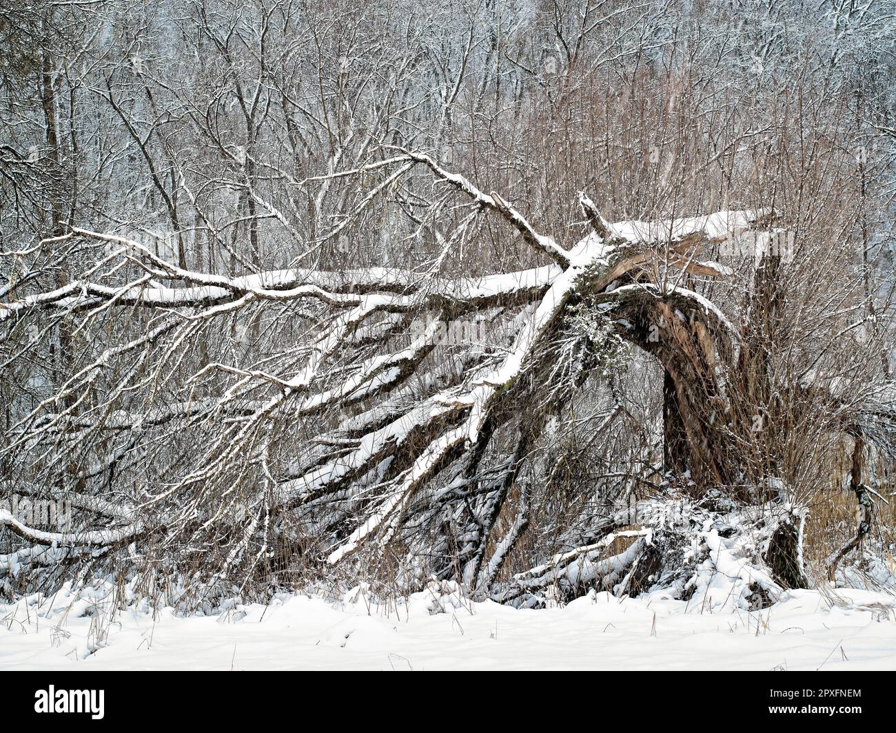 Trees on the river Nied during snowfall, Siersburg, Saarland, Germany ...