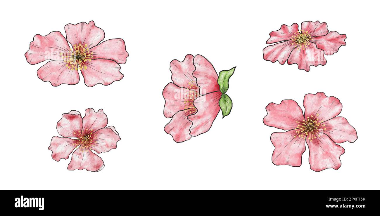 Chinese Flowers Drawing