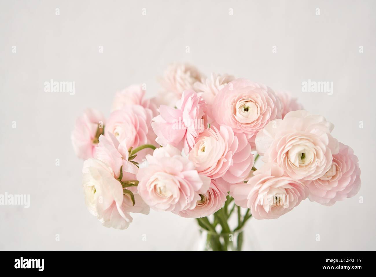 The background of ranunculus colors is gently pink. A riotous peony ...