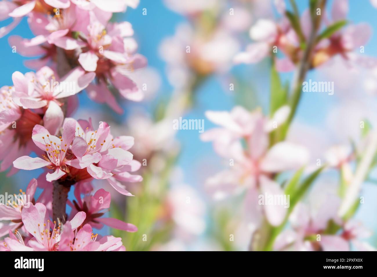 Blooming pink sakura blossom. Spring background of macro almond blossom ...
