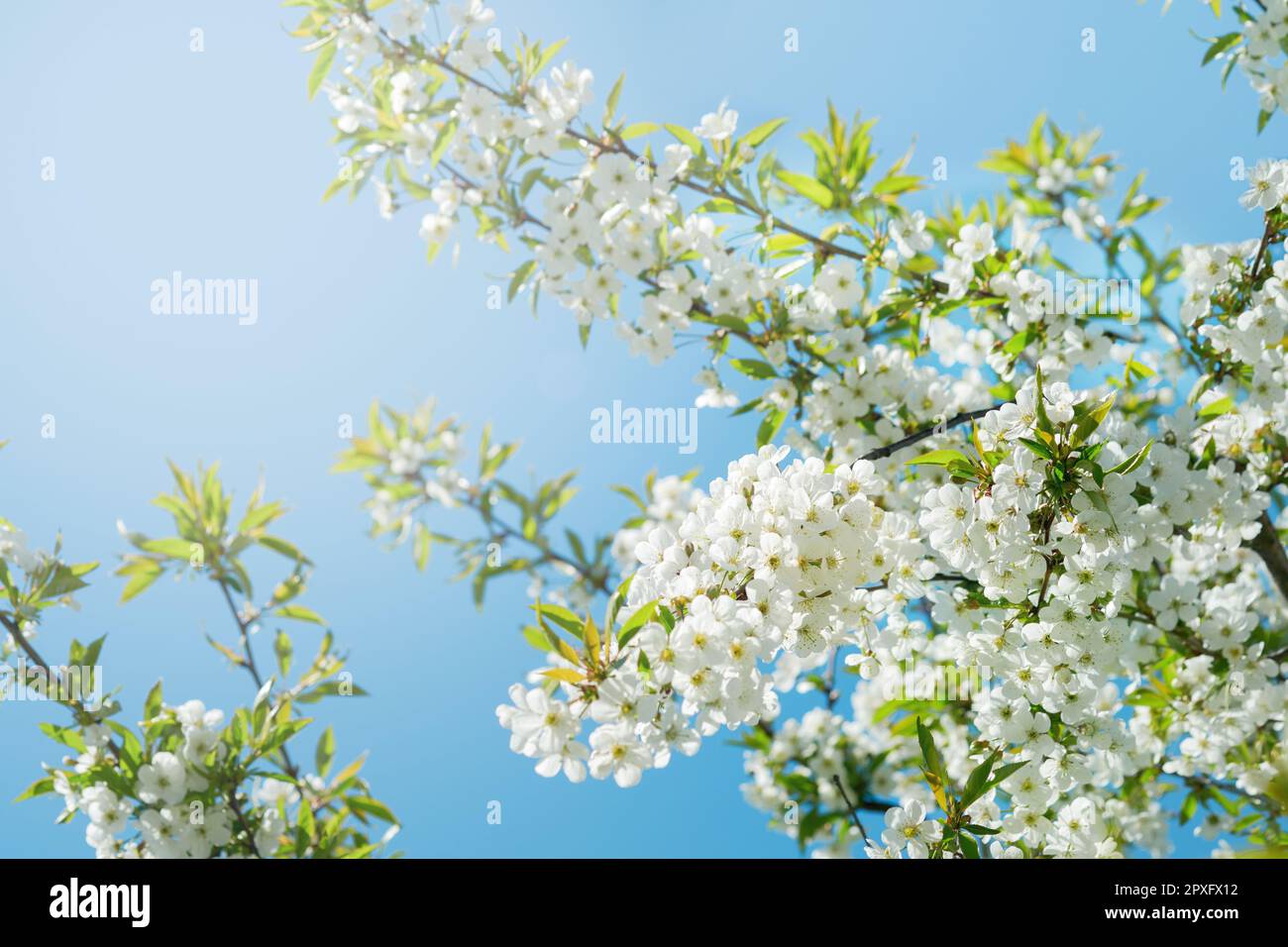 Cherry branches blossom. Spring background of macro cherry blossom tree ...