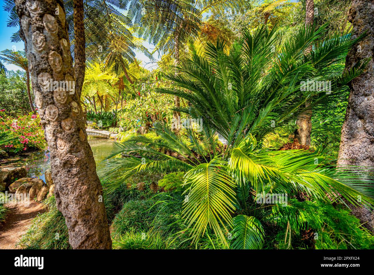 A stunning tropical landscape featuring an abundance of lush vegetation ...