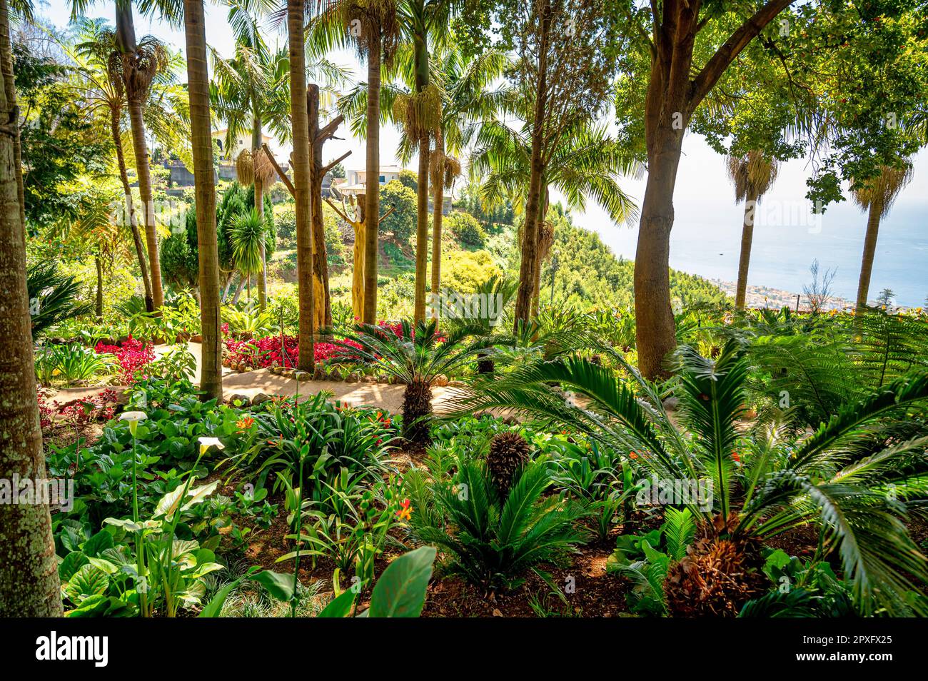 A lush tropical landscape with a variety of trees and plants growing ...