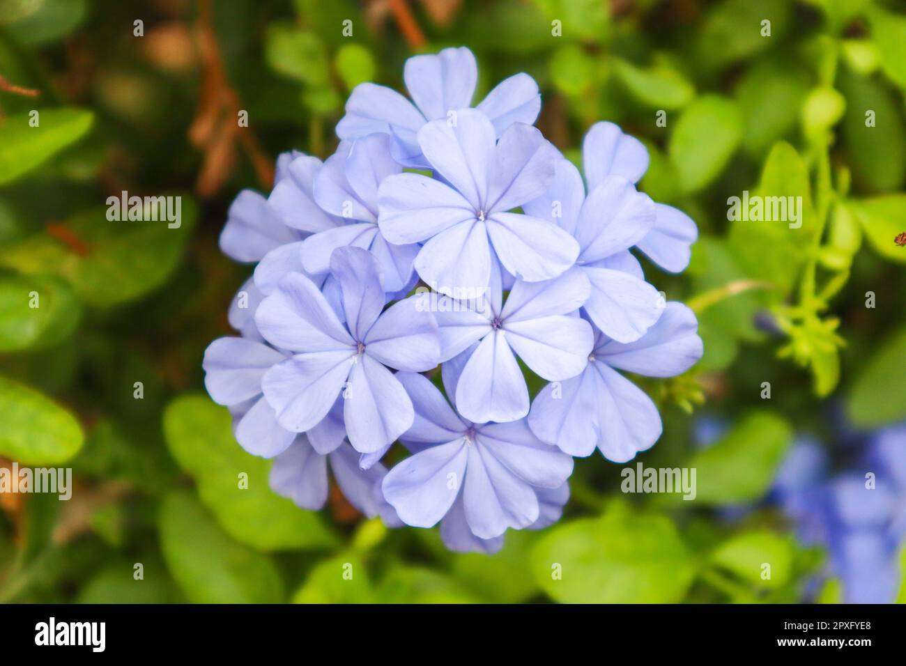 A vibrant image of a cluster of blue flowers, standing out against the ...