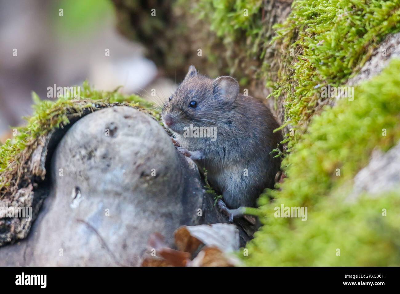 Perched inspect hi-res stock photography and images - Alamy