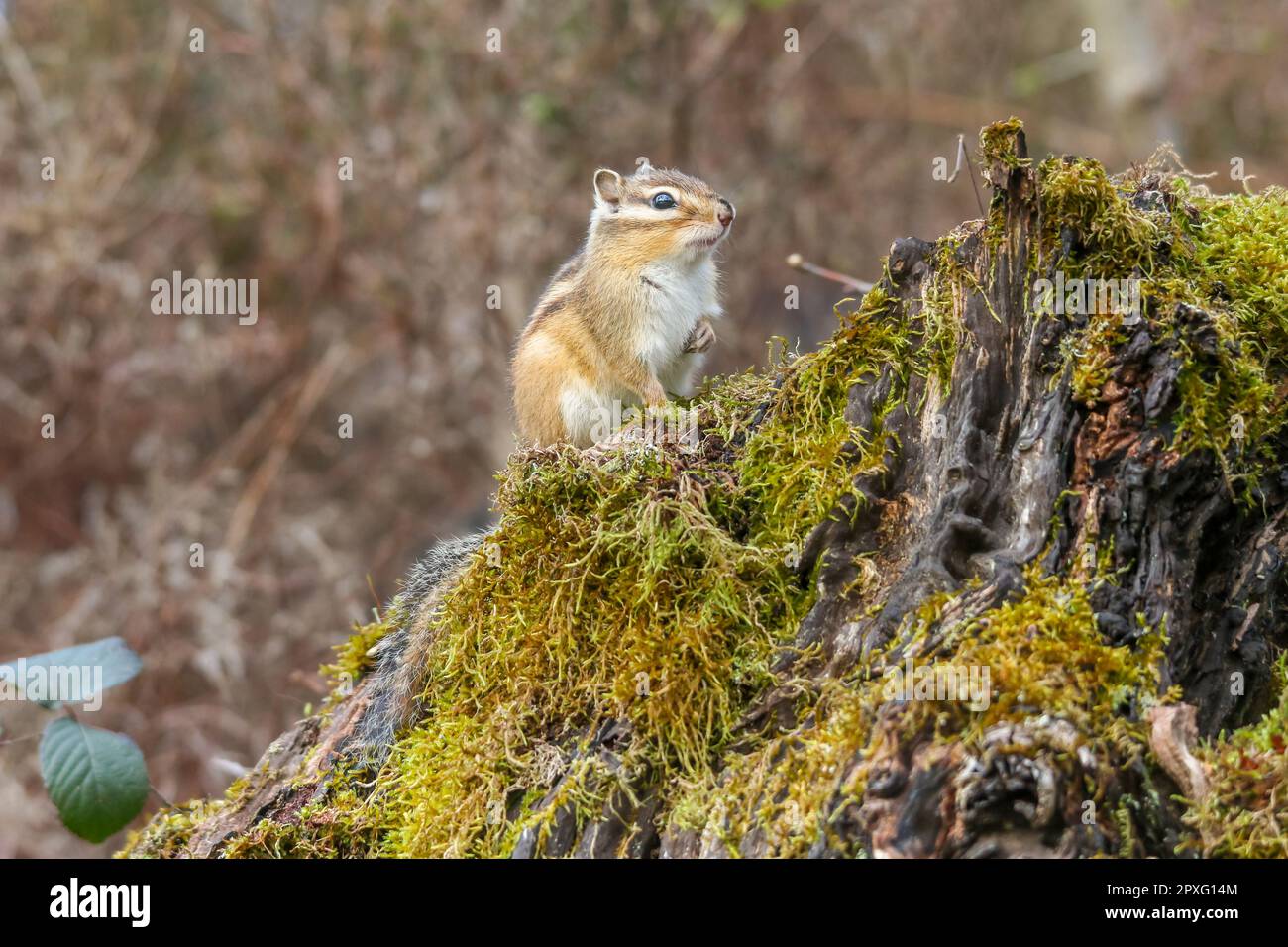 A closeup of a Red-tailed Chipmunk on a trunk of a tree against a ...
