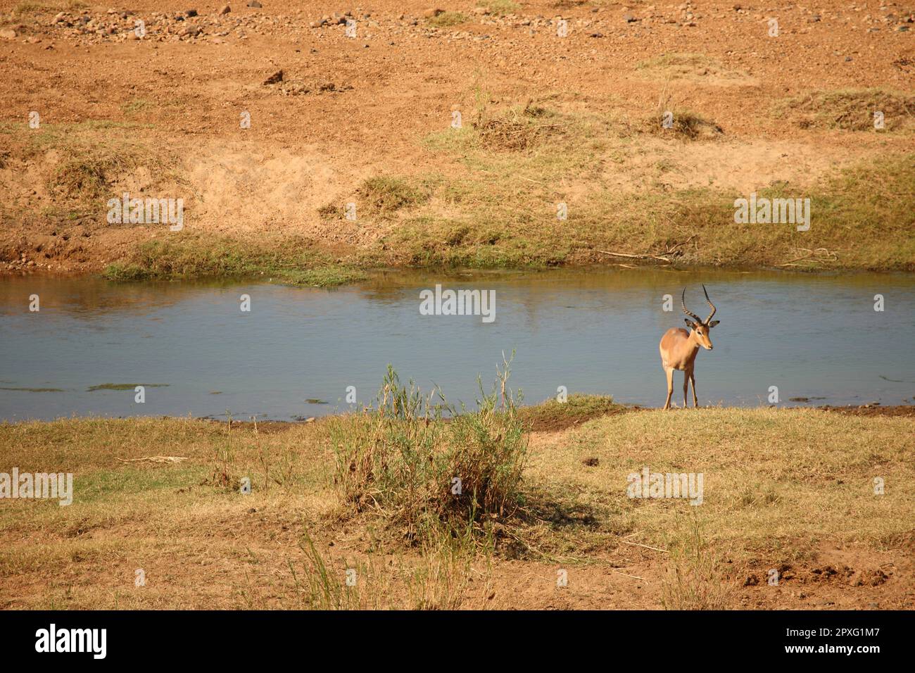Schwarzfersenantilope am Letaba River / Impala at Letaba River ...