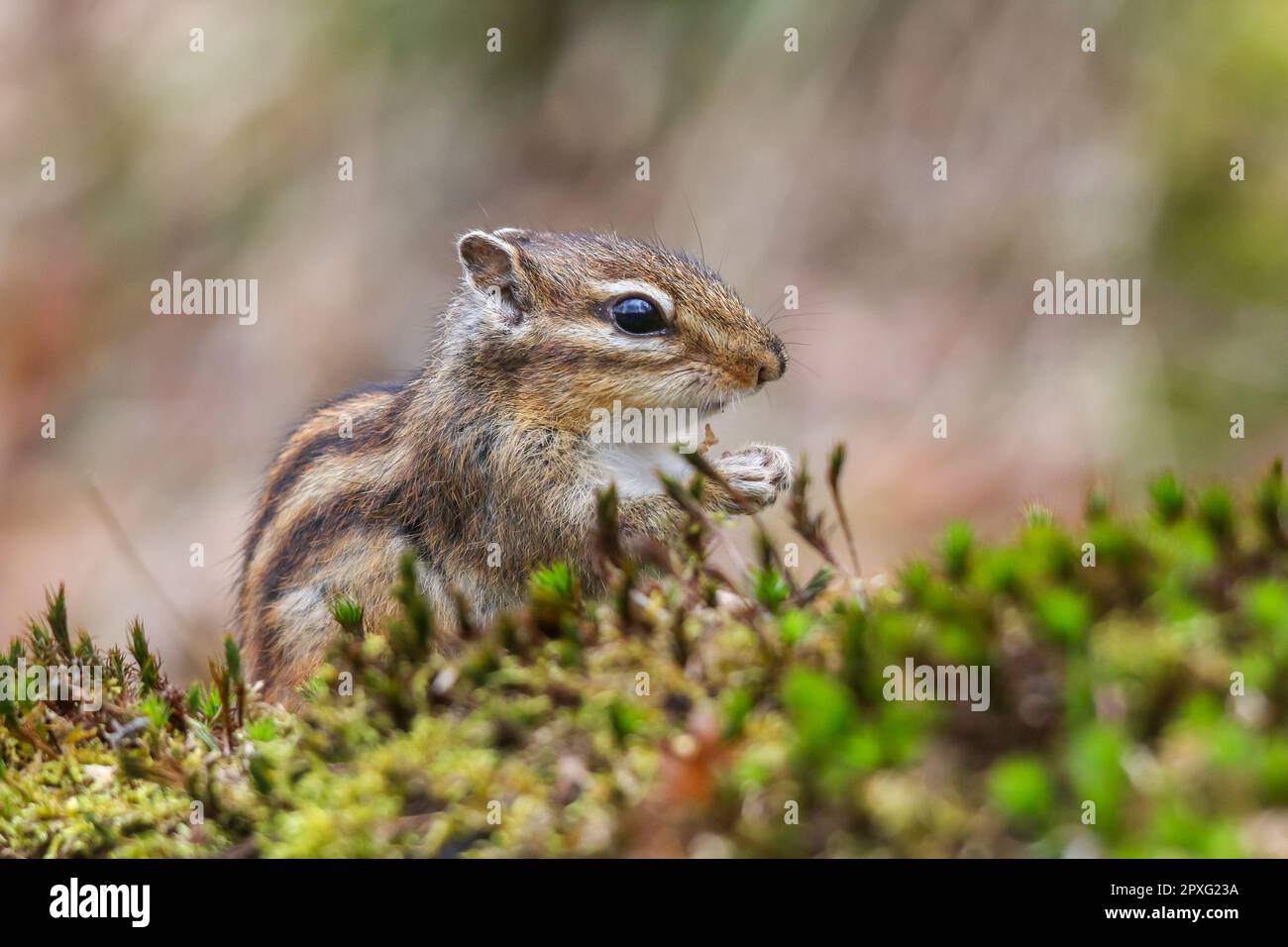 Fluffy tailed chipmunk hi-res stock photography and images - Alamy