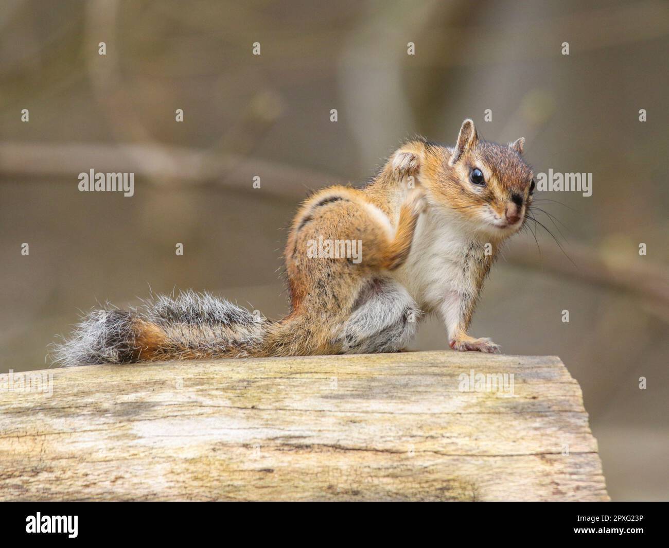 A Closeup of a Red-tailed Chipmunk on a trunk of a tree against a ...
