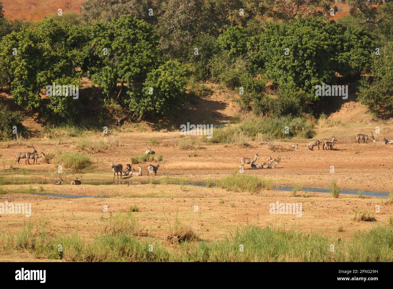Wasserbock am Letaba River / Waterbuck at Letaba River / Kobus ...