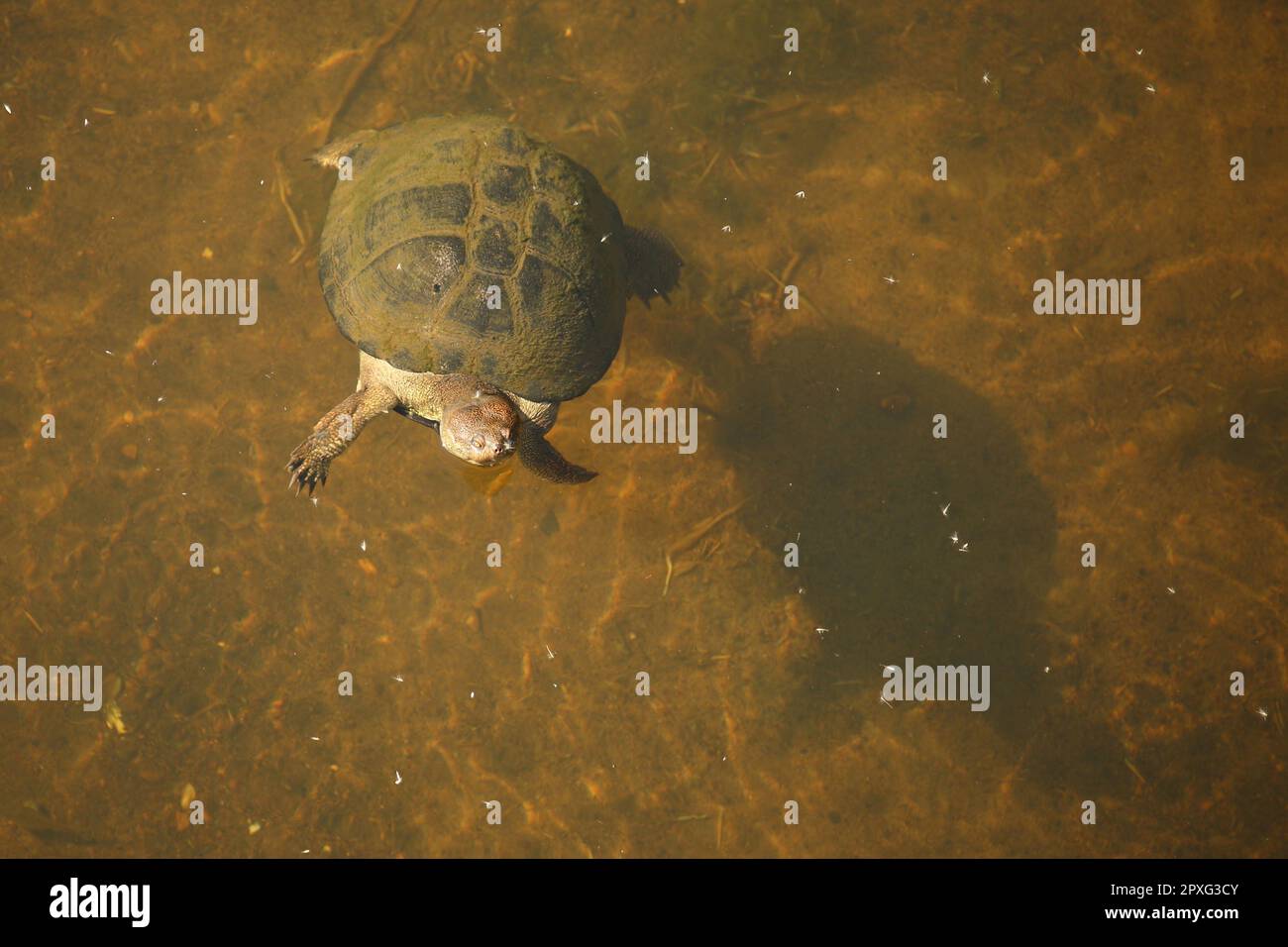Starrbrust-Pelomeduse / Marsh or Helmeted turtle / Pelomedusa subrufa ...