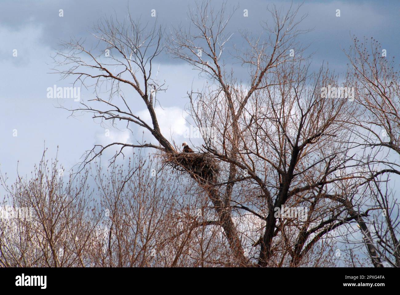 Nesting Bald Eagle Stock Photo - Alamy