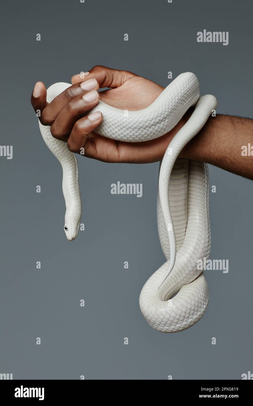 Hand of young African American man who is owner of white rat snake holding wild exotic animal ...