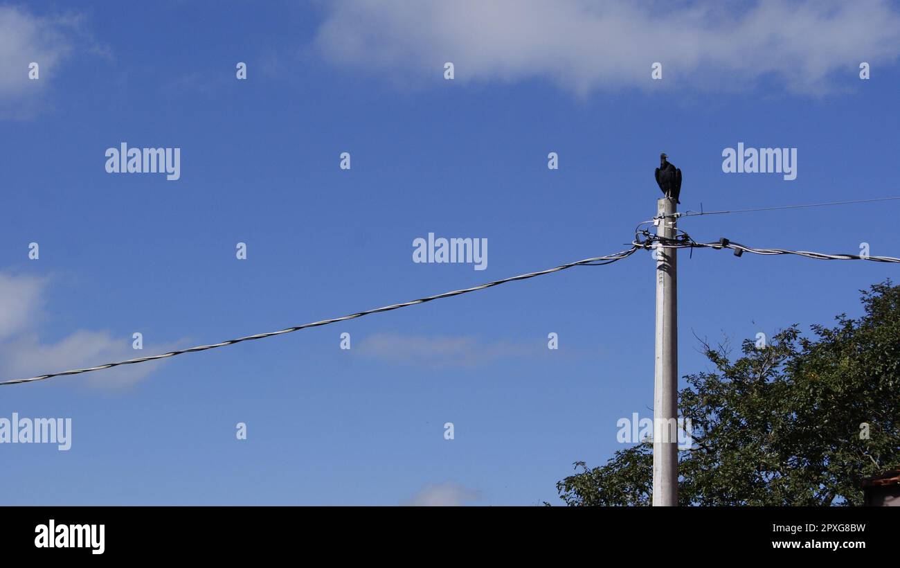 Bird named vulture on top of an electricity pole with trees and blue ...