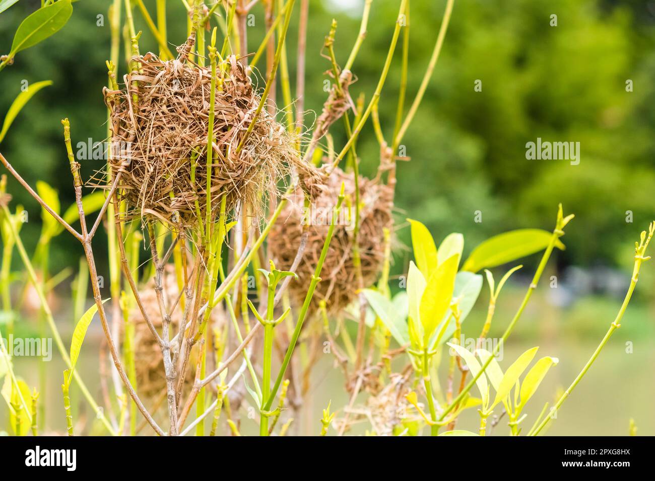 Asian Golden Weaver perching on grass stem in paddy field. Ploceus ...