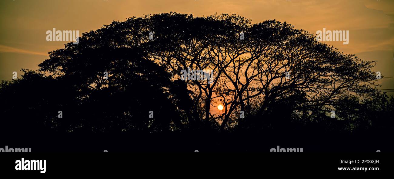 tree silhouette at sunset . kBig tree silhouette on sunset background ...