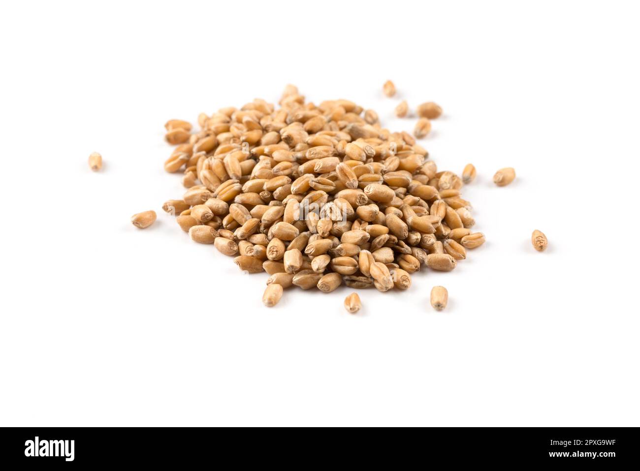 Spelt grain dinkel wheat isolated on white background Stock Photo - Alamy