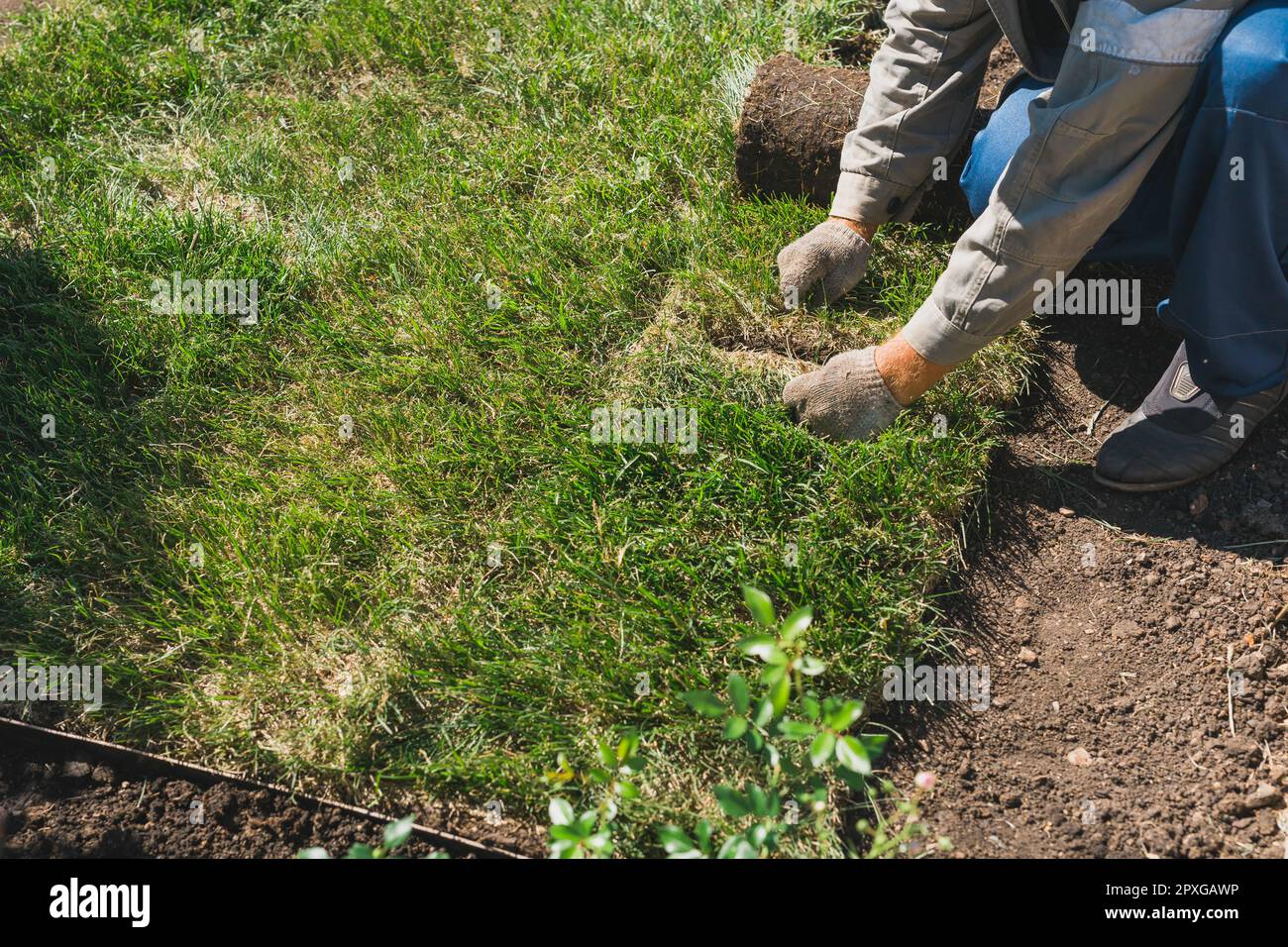 Man laying grass turf rolls for new garden lawn Stock Photo - Alamy
