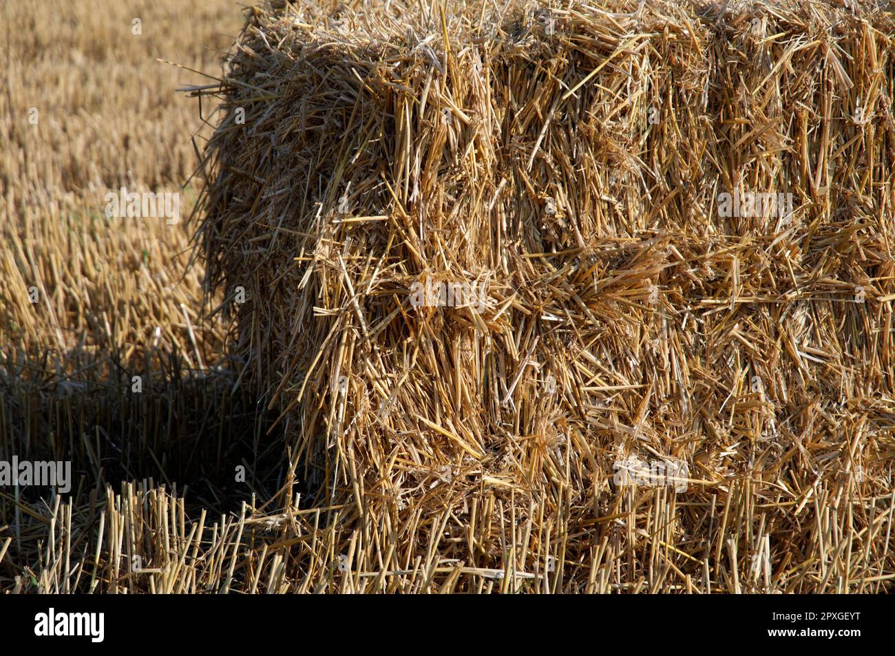 A closeup of a dry, barren field featuring rectangular bales of hay ...
