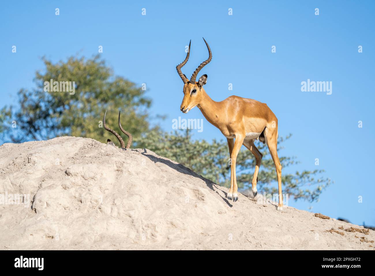 Impala buck, (Aepyceros melampus), closeup portrait of his profile ...