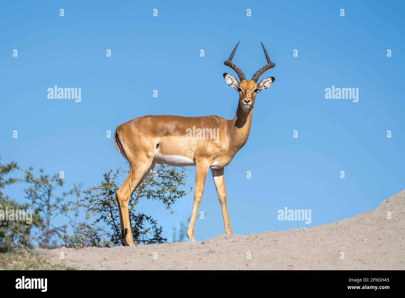 Impala buck, (Aepyceros melampus), closeup portrait of his profile ...