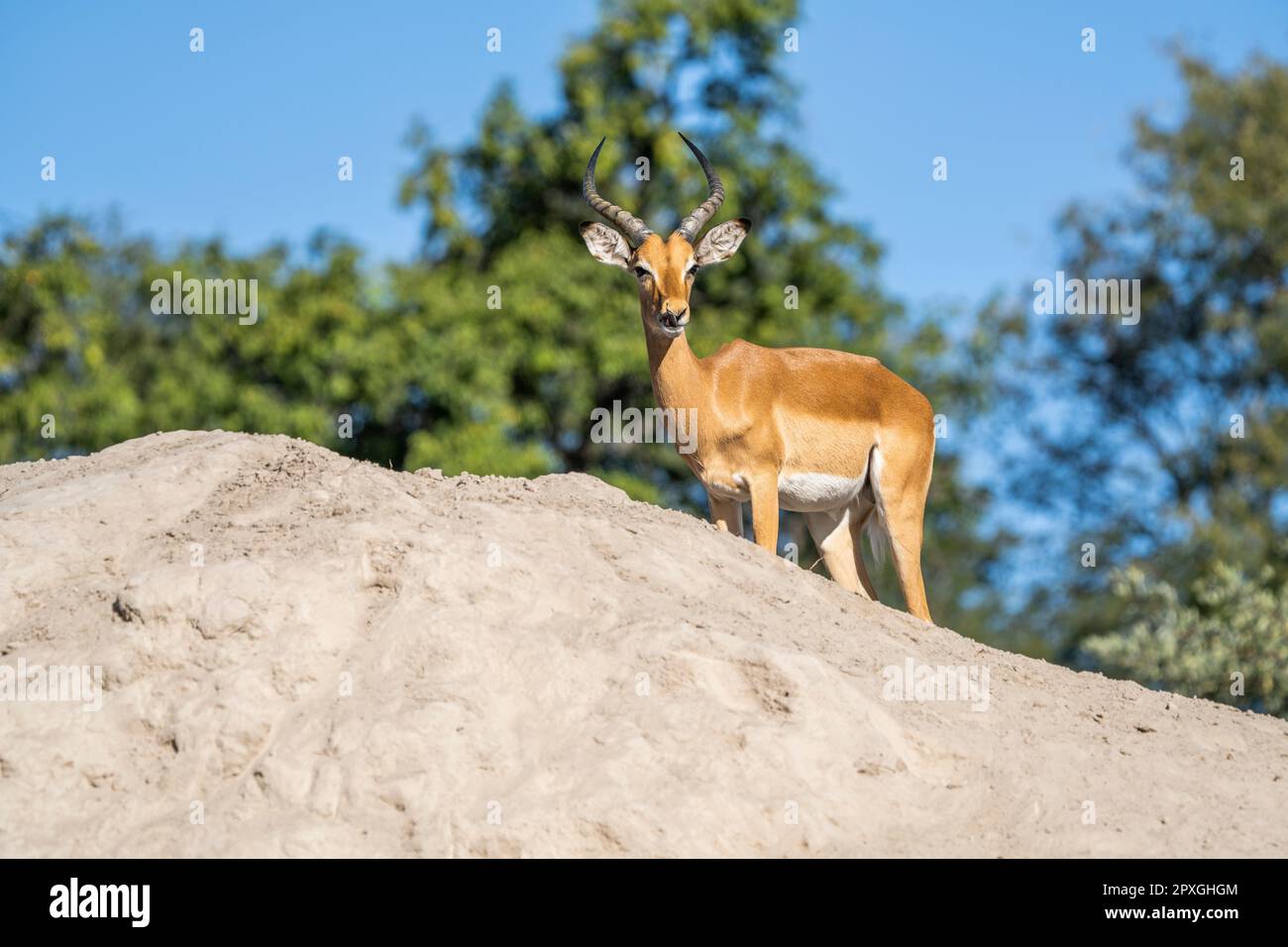 Impala buck, (Aepyceros melampus), closeup portrait of his profile ...