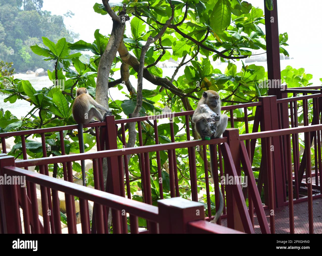 Monkey is holding a torn plastic bottle on pedestrian bridge on Kuantan ...