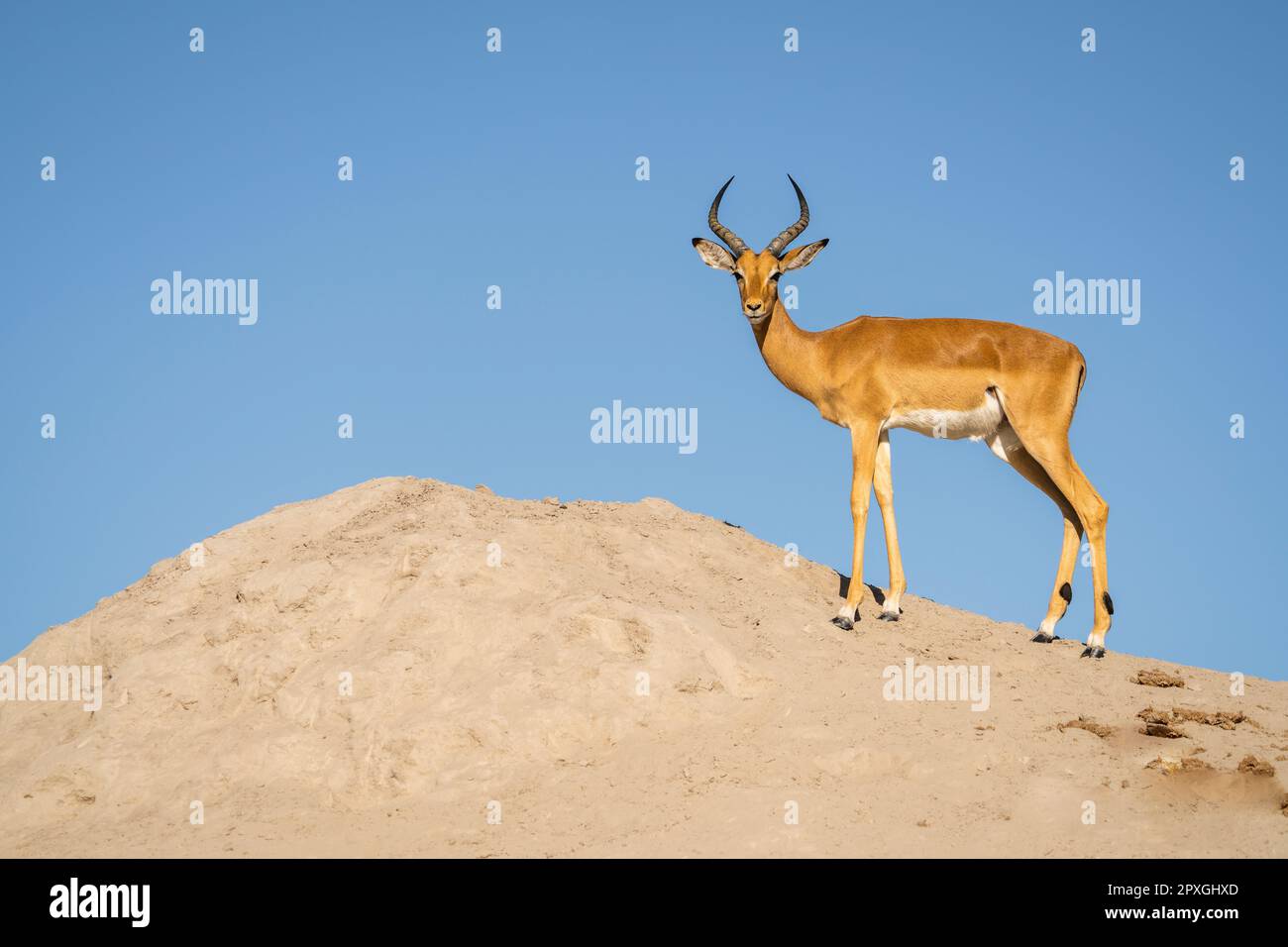 Impala buck, (Aepyceros melampus), closeup portrait of his profile ...