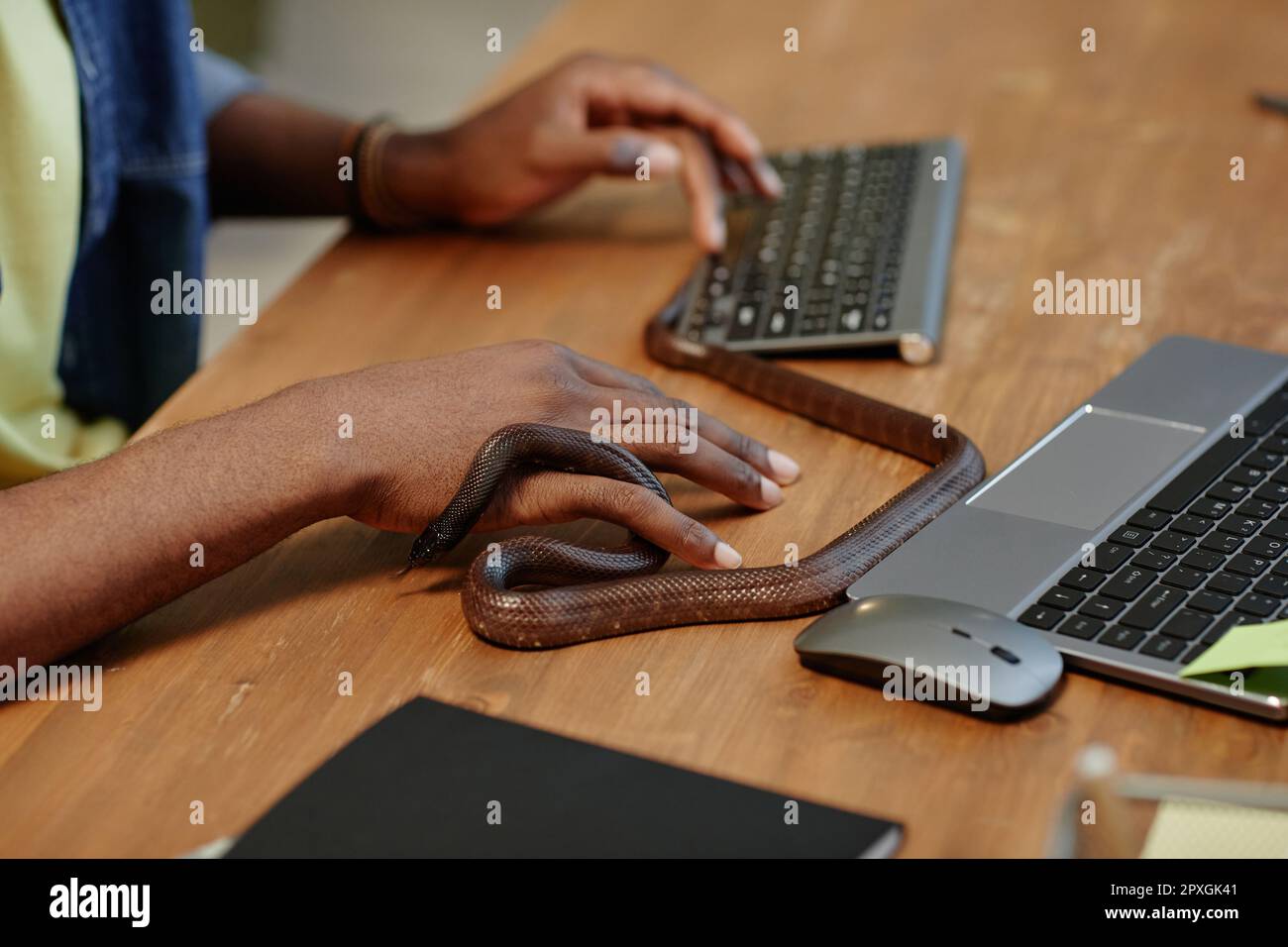 Focus on copper rat snake creeping between fingers of young African American businessman sitting ...