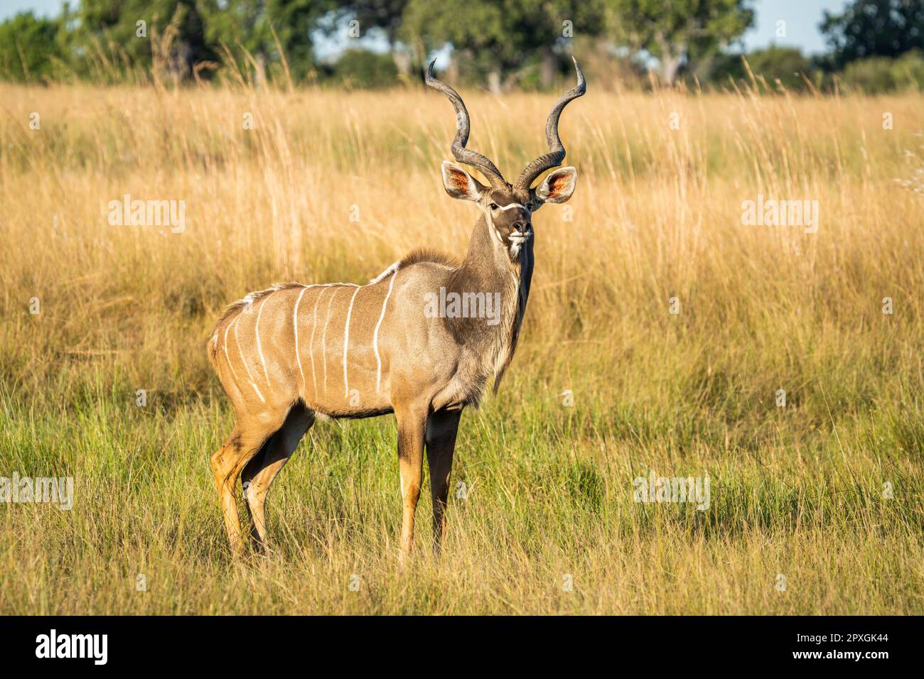 Kudu Antelope Horns