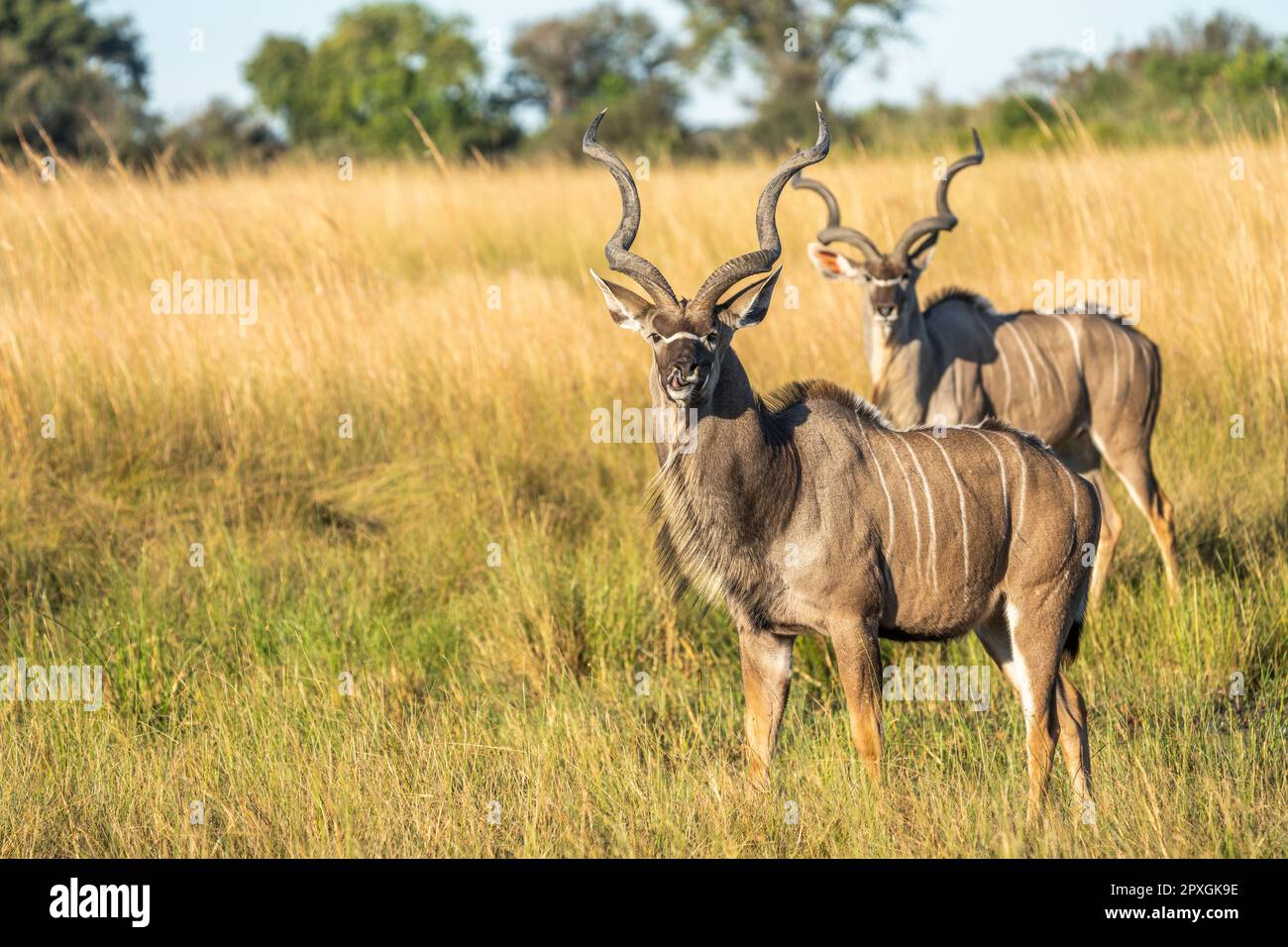 Greater kudu (Tragelaphus strepsiceros), closeup portrait of an adult ...