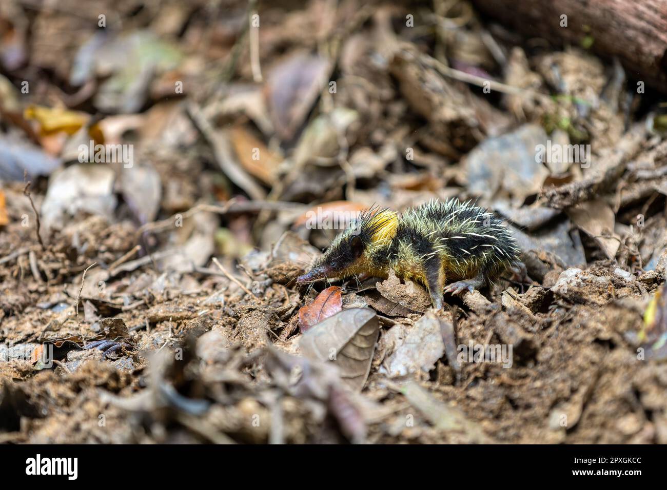Lowland Streaked Tenrec (Hemicentetes Semispinosus), wild endemic ...